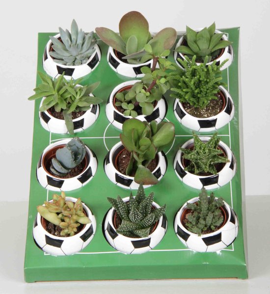 Kamerplant - Voetbal - EK2016 - Voetbalpot - Succulent / Vetplant mini ...