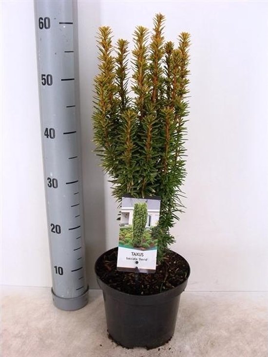 Taxus baccata 'David'; Totale hoogte 60-70cm incl. Ø 19cm pot ...