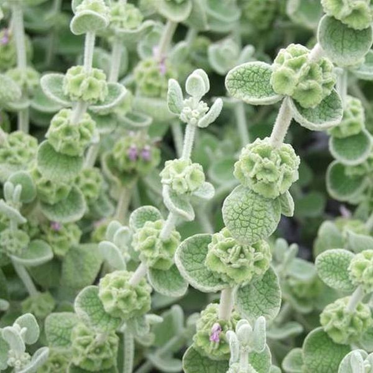 6 x Ballota Pseudodictamnus - Ballote pot 9x9cm | bol.com