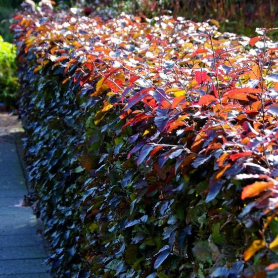 Rode beukenhaag (Fagus sylvatica 'Atropunicea') 175 - 200 cm in pot ...