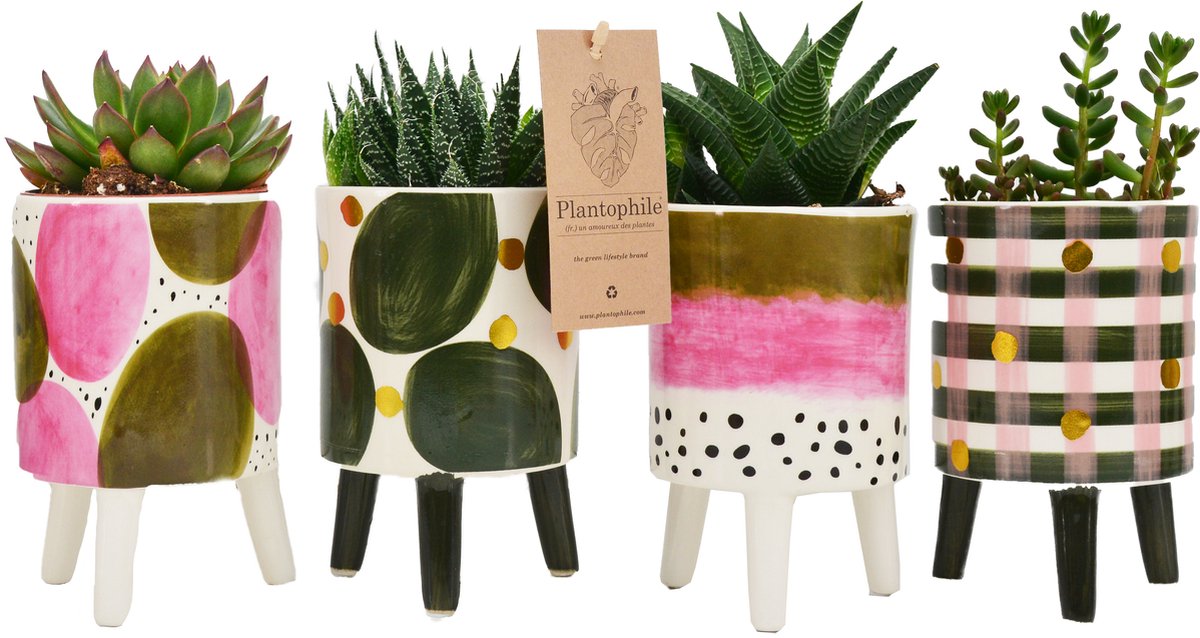 Plantophile - Succulenten - in vrolijke bloempotjes op poten - set van ...