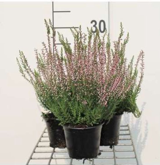 6 x Calluna vulgaris ROZE/ROSE 10- 12 in P10,5 cm | bol.com