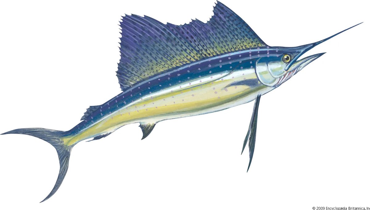 Decoface Zeilvis Geometrische wanddecoratie voor woonkamer keuken of ...