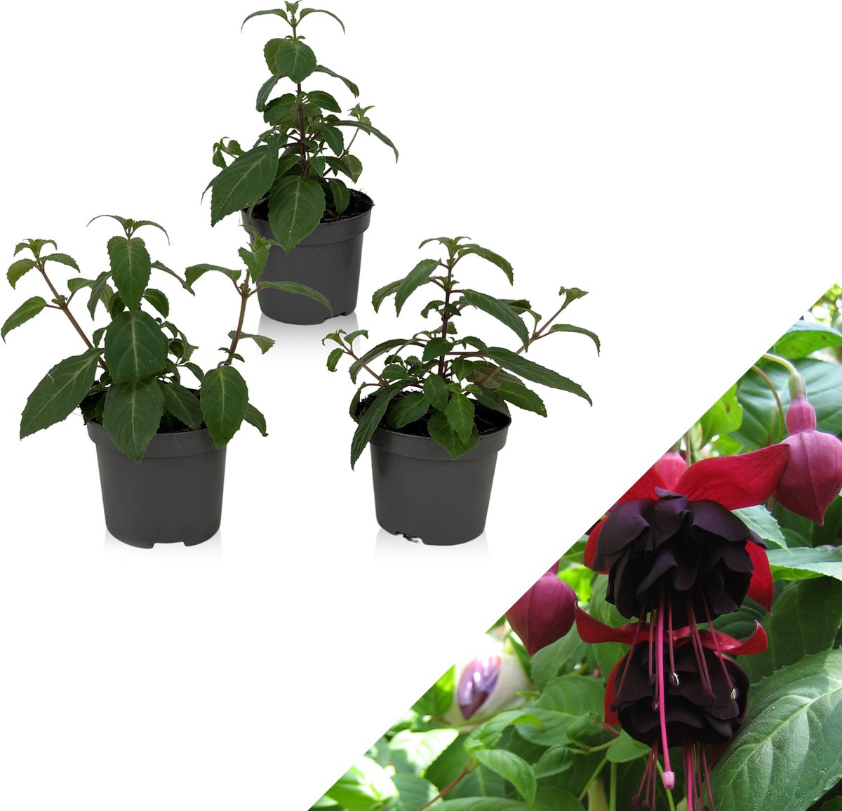 Bloem van Botanicly – Bellenplant – Hoogte: 25 cm – Fuchsia Hybride ...