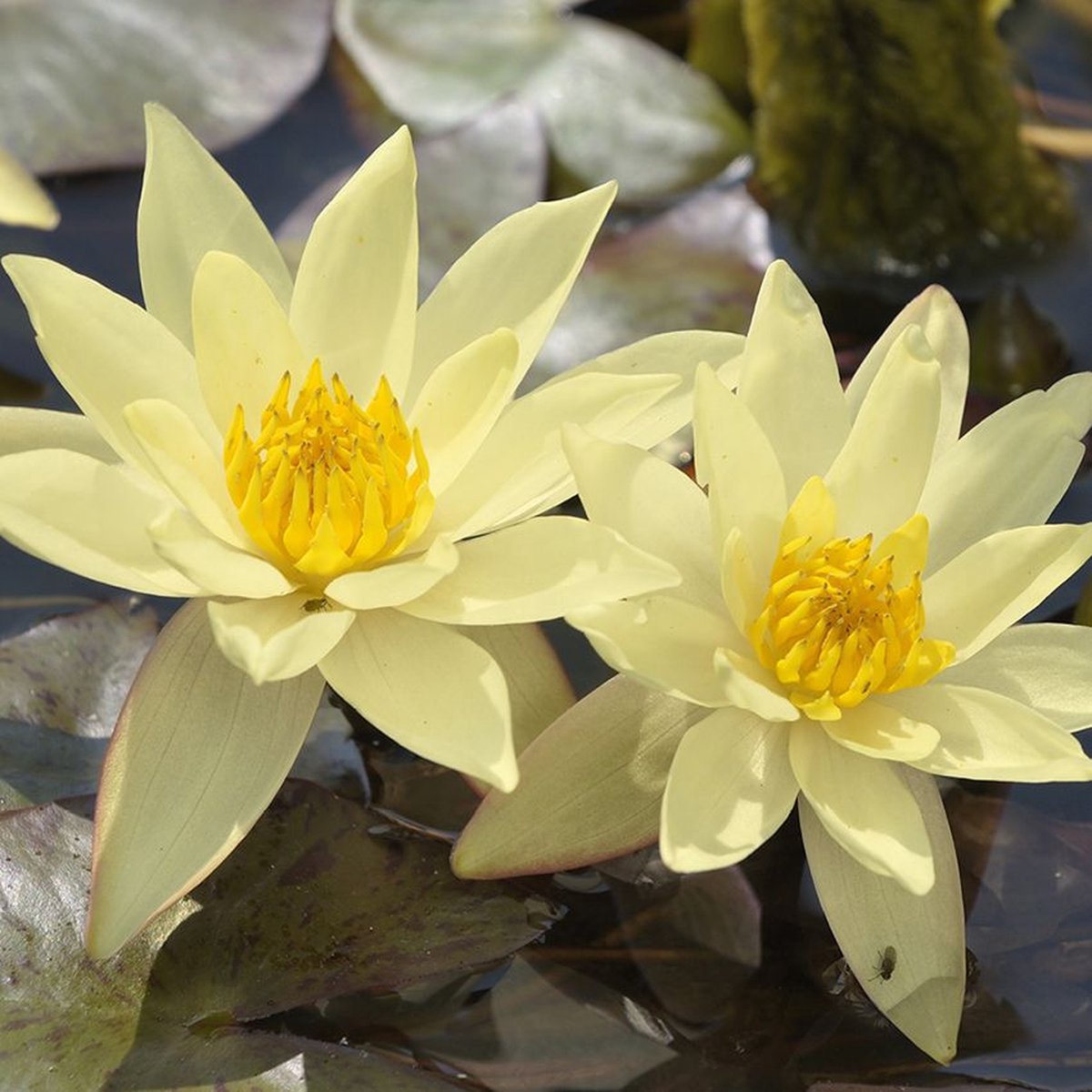 VDVELDE Kleine Waterlelie Geel - Speciaal voor Mini Vijvers ...