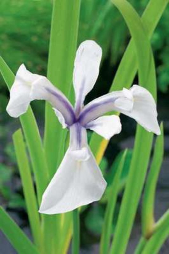 6 x Iris laevigata 'Snowdrift' - WITTE JAPANSE LIS, JAPANSE WATERIRIS ...