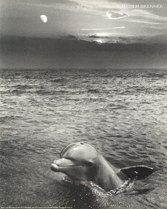 Mini zwart-wit poster - The Greeting Dolphin - Malcolm Brenner - 24x30 ...