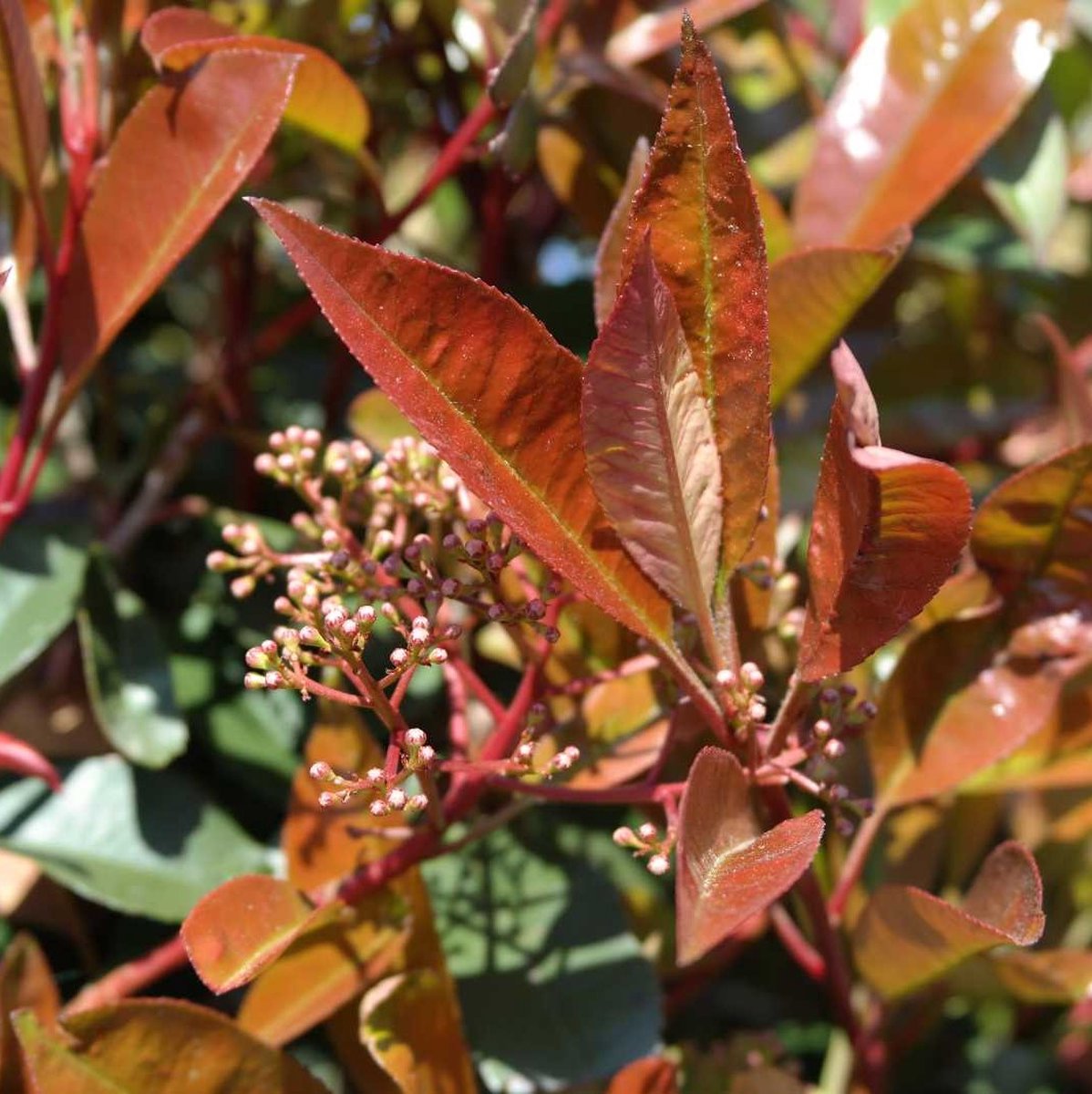 Glansmispel Red Robin (kant-en-klare haag) - Photinia fraseri 'Red ...