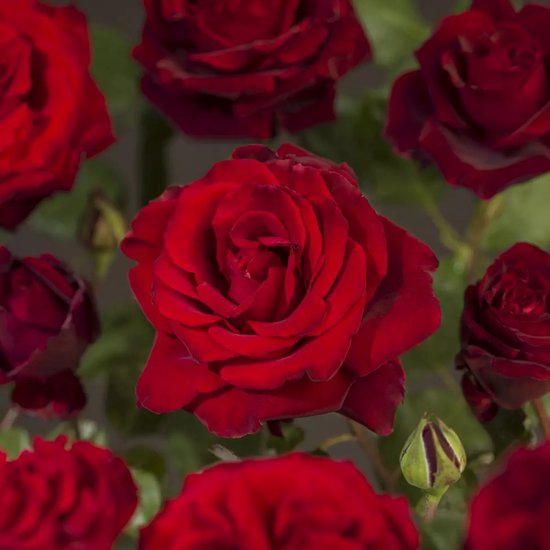 Struikroos Graaf Lennart - Rode Roos | bol.com