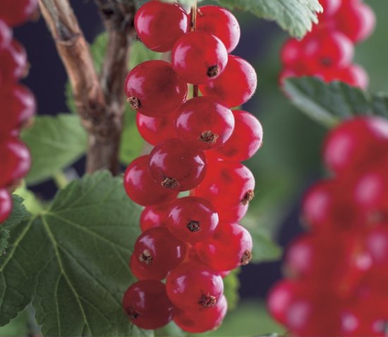 Rode Bes Ribes Rubrum Jonkheer van Tets M 75 cm klimplant | bol.com