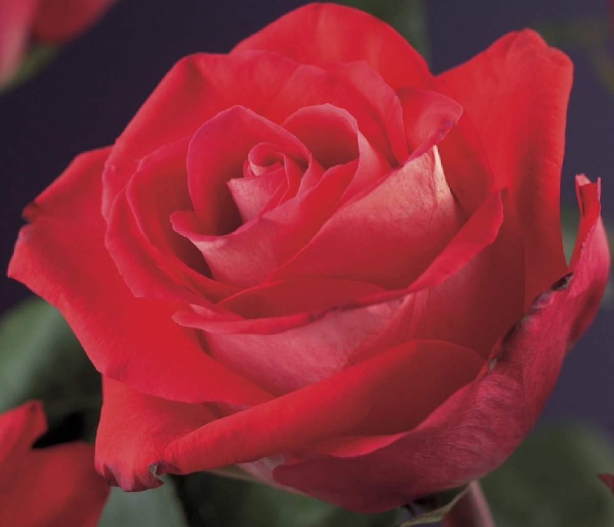 Klimroos Rood Rosa Red Climber 75 cm klimplant | bol.com