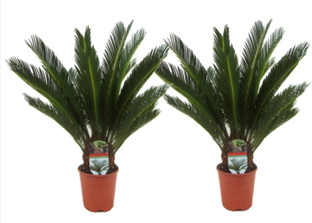 Cycas Revoluta Palmbomen – Set van 2 Palmen – Voor Binnen en Buiten ...