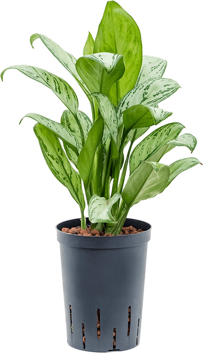 Aglaonema silver king hydrocultuur plant | bol