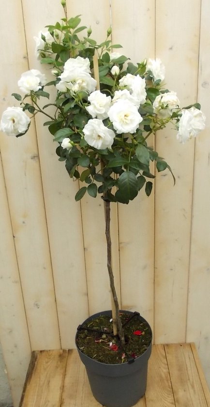 Stamroos 100 cm wit | bol