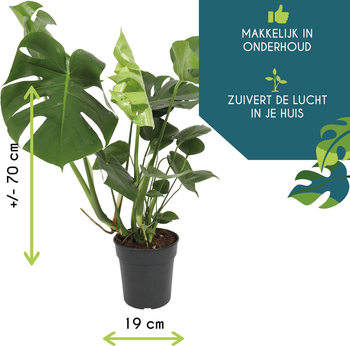 2x Kamerplant Monstera Deliciosa Tauerii Large – Gatenplant - ± 70cm ...