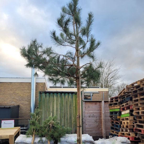 Grove den hoogstamboom - Pinus sylvestris | Omtrek: 18-25 cm | Hoogte ...