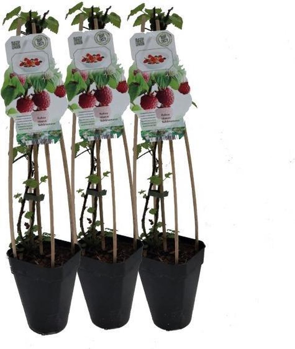 Frambozenmix - kleinfruit - fruitstruik - plant - eigen fruit kweken ...