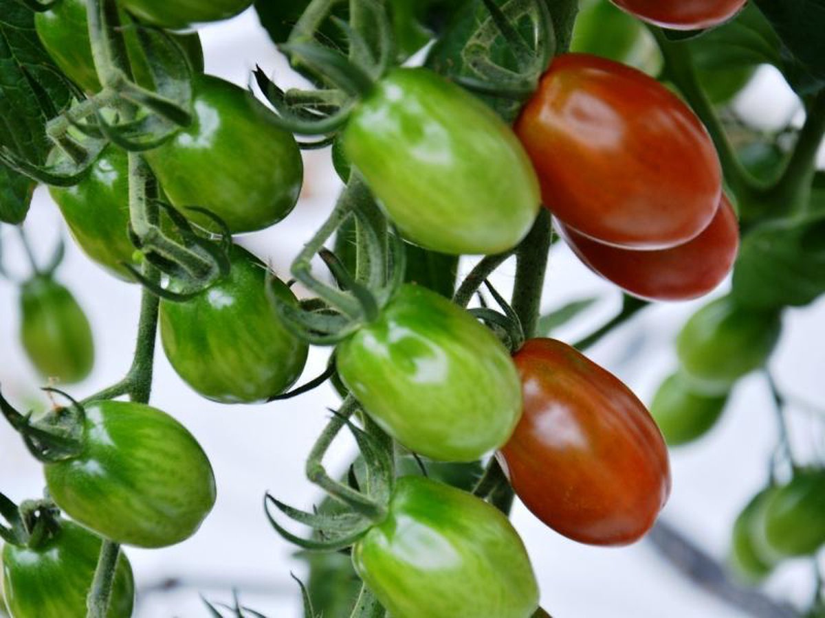 Snoeptomaat (snack) - 6 tomatenplanten | bol.com