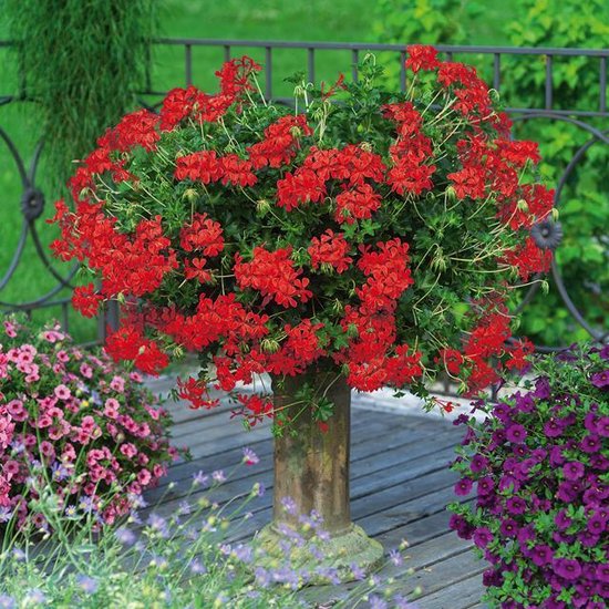 Pakket van 20 Geraniums / Pelargonium - Hangend enkel Decora (rood ...