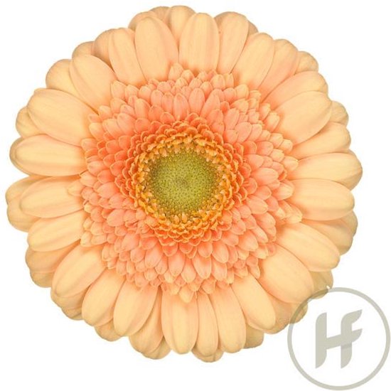 20x Germini dalida 70cm | bol
