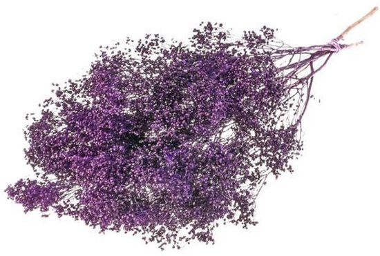 5x box broom bloom purple | bol