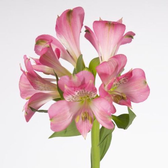 10x Alstroemeria avianna 70cm | bol