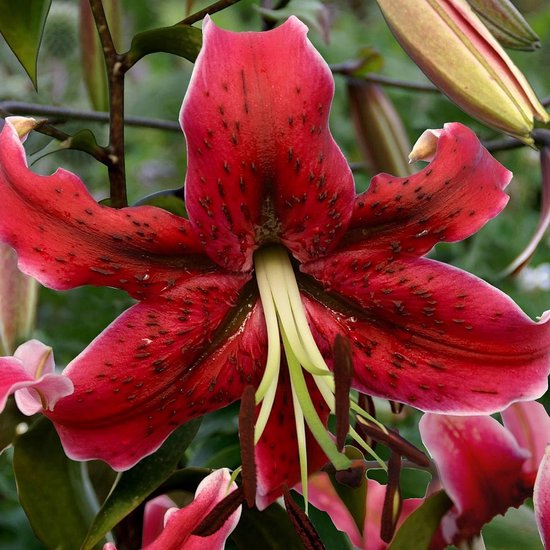 Dutch Bulbs Lelie - Lilium - Miss Feya - Bloembollen - 3 stuks - Roze ...
