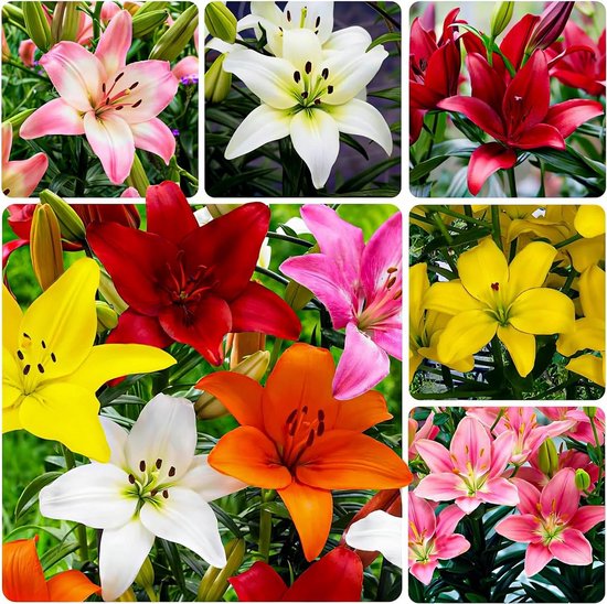 Aziatische lelie - Lilium - Mix van 5 soorten - Bloembollen - 15 stuks ...