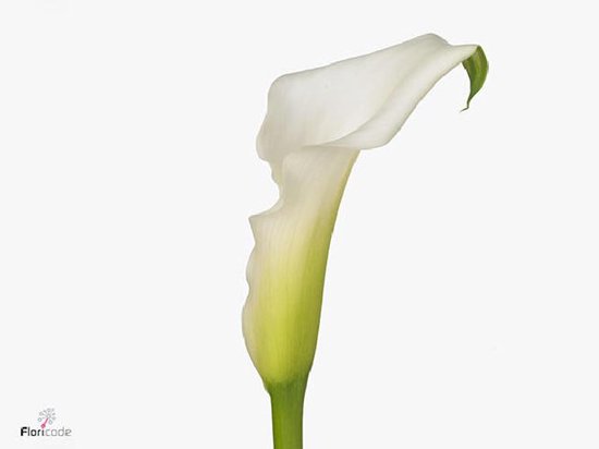 DutchFlowers - Boeket - 10x Calla crystal clear 60cm | bol