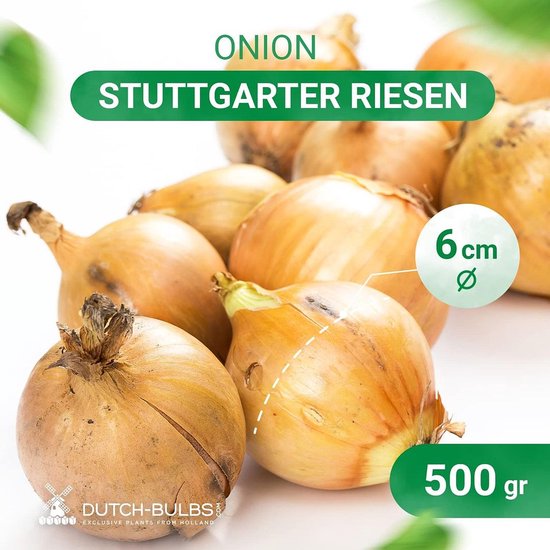 Ui plant - Uibollen - Stuttgarter - Bloembollen - 500 gram - Geel ...