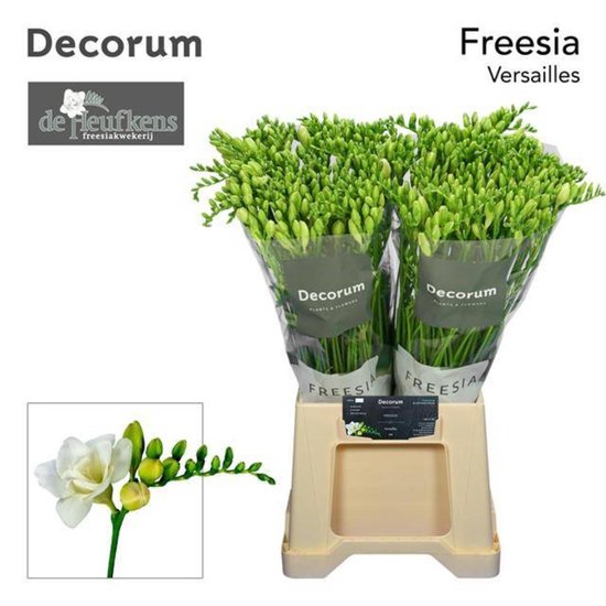 DutchFlowers - Boeket - 20x Po - freesia versailles 50cm | bol