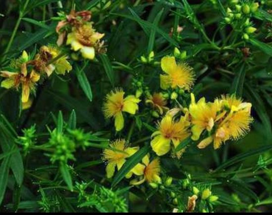 2 x Hypericum dens. 'Buttercup' - Herfsthooi, Sint Janskruid 30- 40 cm in pot | bol