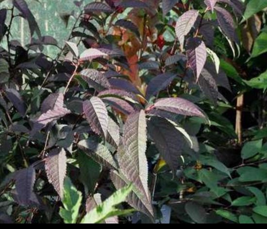 2 x Prunus nipponica 'Ruby' - Sierkers 60- 80 cm in pot | bol