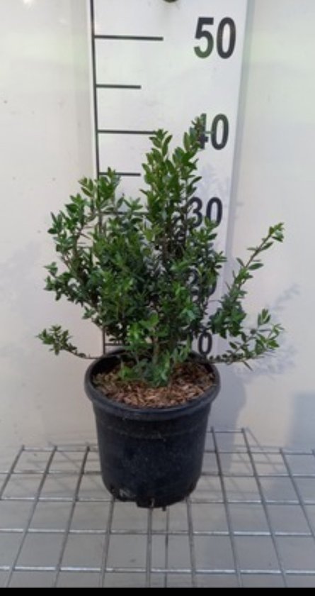 GRDplanten Myrtus Communis Mirte Plant - Groenblijvende heester - 30-40 ...