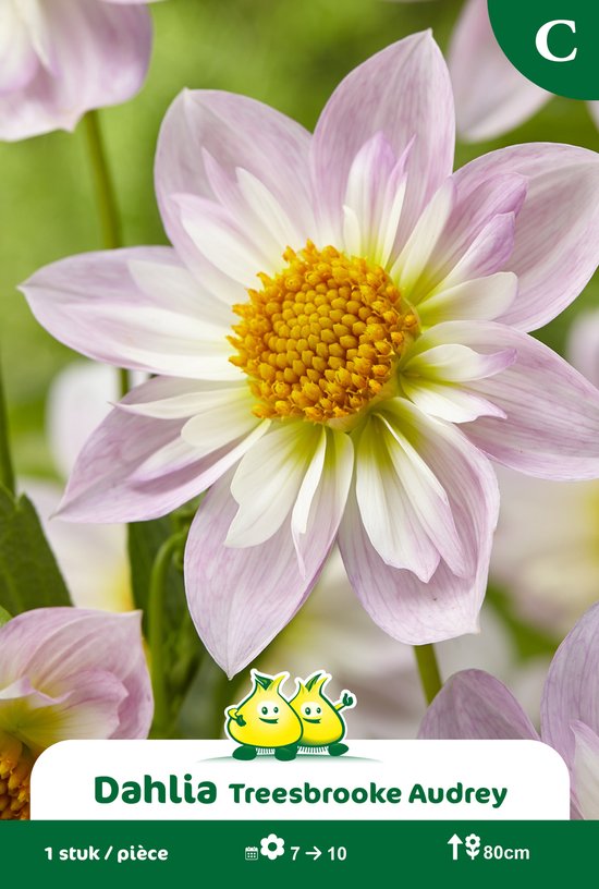 Dahlia Teesbrooke Audrey - 3 knollen - dahlia Mignon | bol