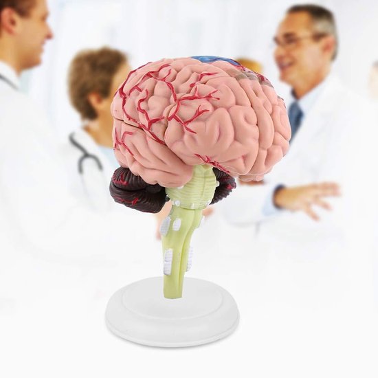 Anatomisch Nauwkeurig Menselijk Hersenmodel Odorkle voor Wetenschap ...