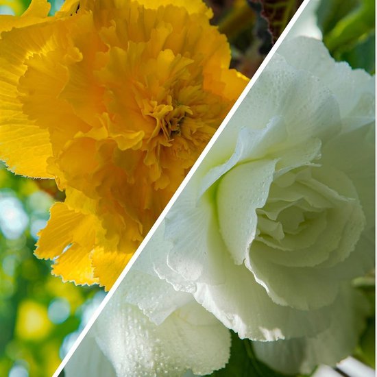 Begonia Fimbriata - Geel/ Wit - Bloembollen - 5 stuks - Bloem bollen ...