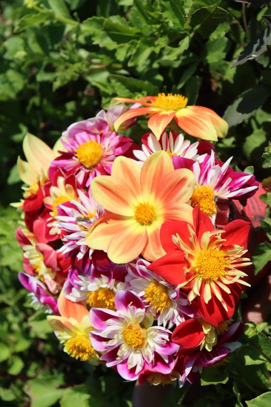 Dahlia Collarette Mix | 3 stuks | dahlia knollen | bol
