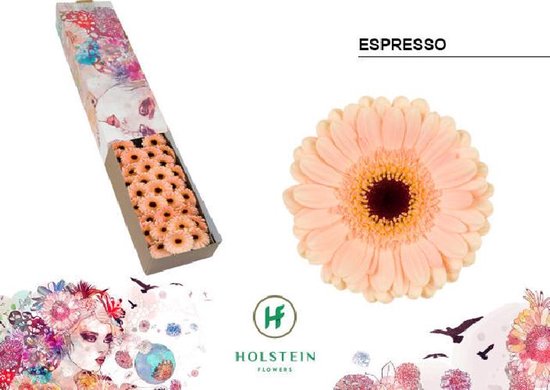 60x Germini espresso 40cm | bol