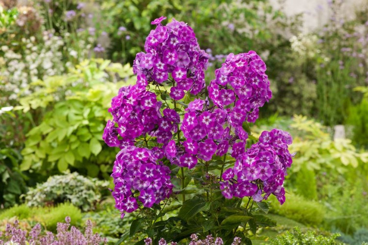 3 stuks | Phlox (P) 'Laura' P9 cm | bol.com