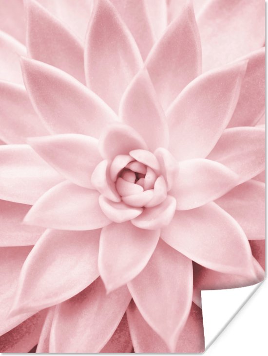Poster Bloem - Roze - Natuur - Plant - 60x80 cm | bol