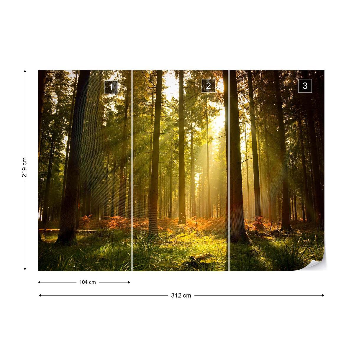 Fotobehang Forest Trees Beam Light Nature | XXL - 312cm x 219cm | 130g ...