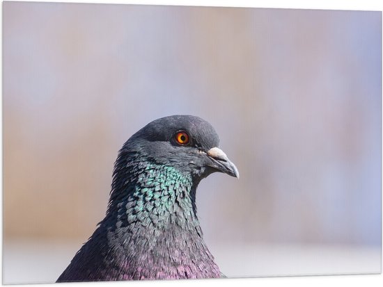 Vlag - Kop van Opzijkijkende Stadsduif - 100x75 cm Foto op Polyester ...