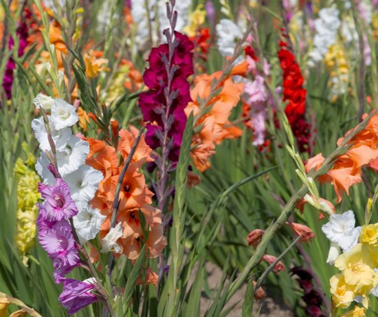 Gemengd pakket - Gladiolus - Gladiolen & Crocosmia - Klein - 50 stuks ...