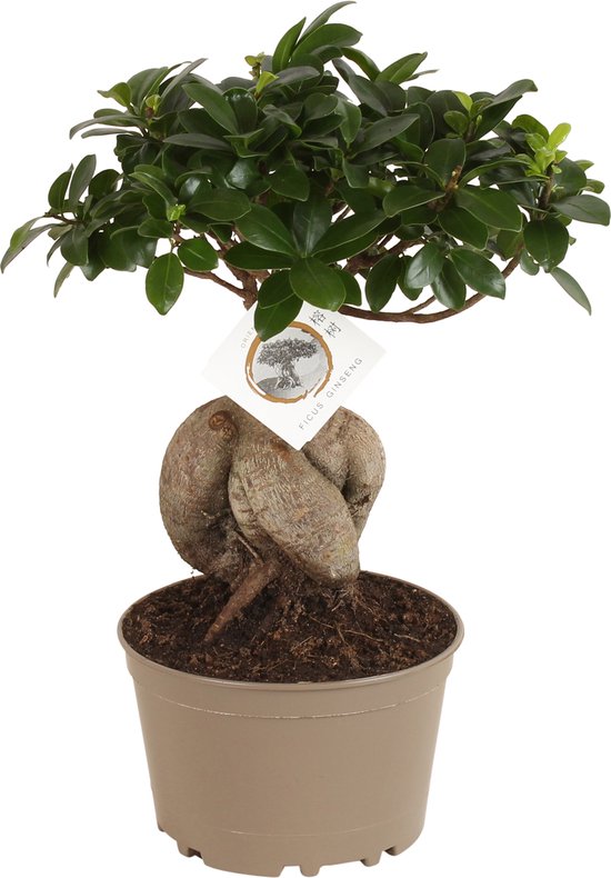 WL Plants - Ficus Microcarpa Ginseng - Bonsai - Bonsai Boompje ...