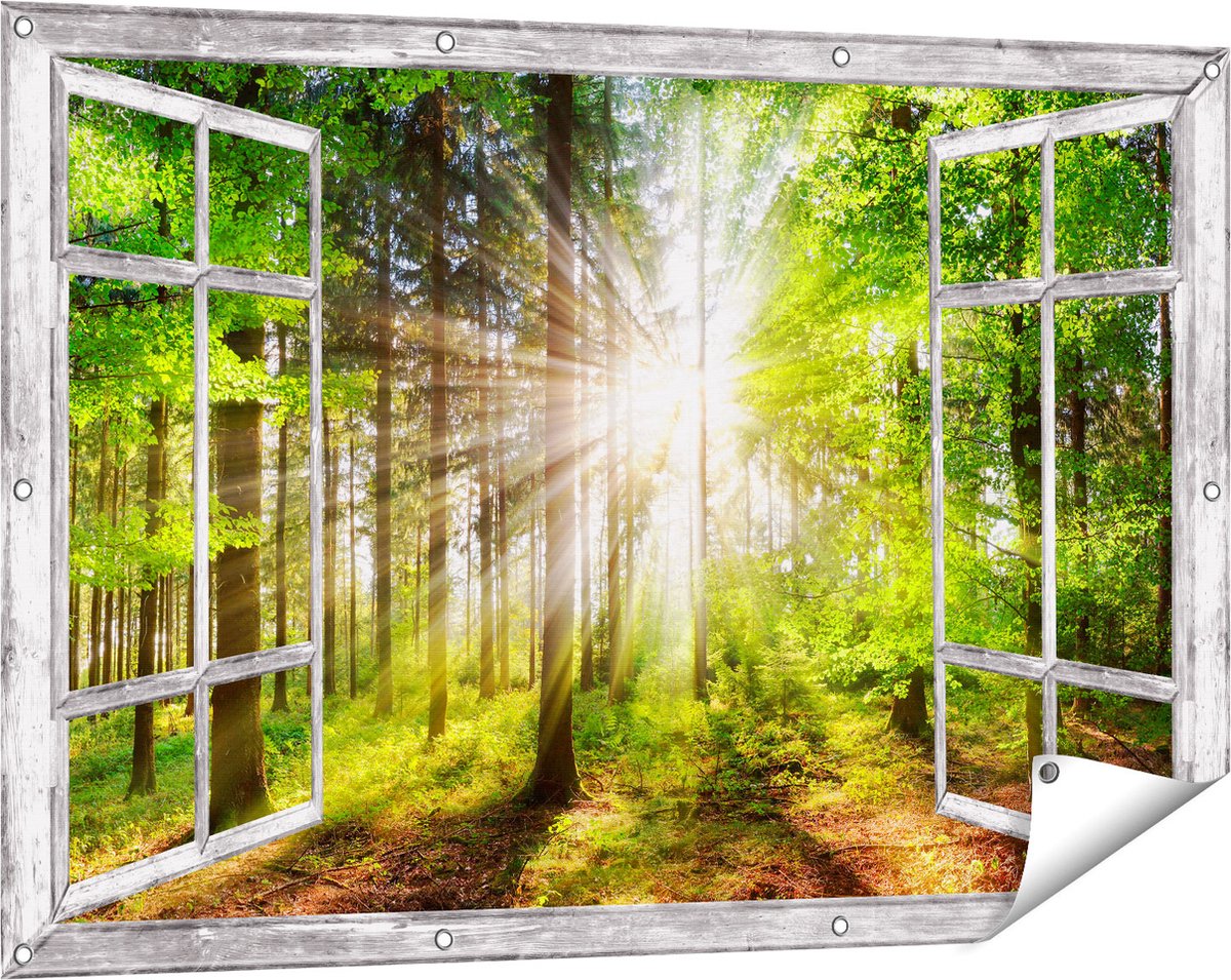 Gars Affiche jardin Forêt transparente avec soleil entre les Arbres ...