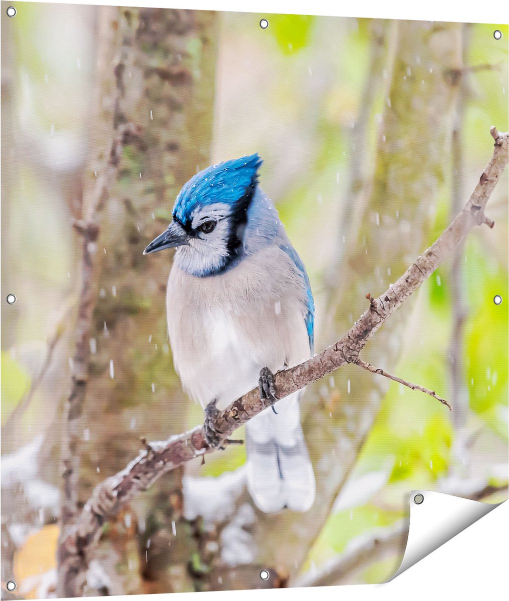 Gards Tuinposter Blauwe Gaai Vogel in de Sneeuw - 100x100 cm - Tuindoek ...