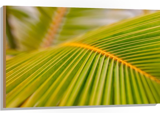 Hout - Close-up op de Nerven van een Groot Palmblad - 105x70 cm - 9 mm ...