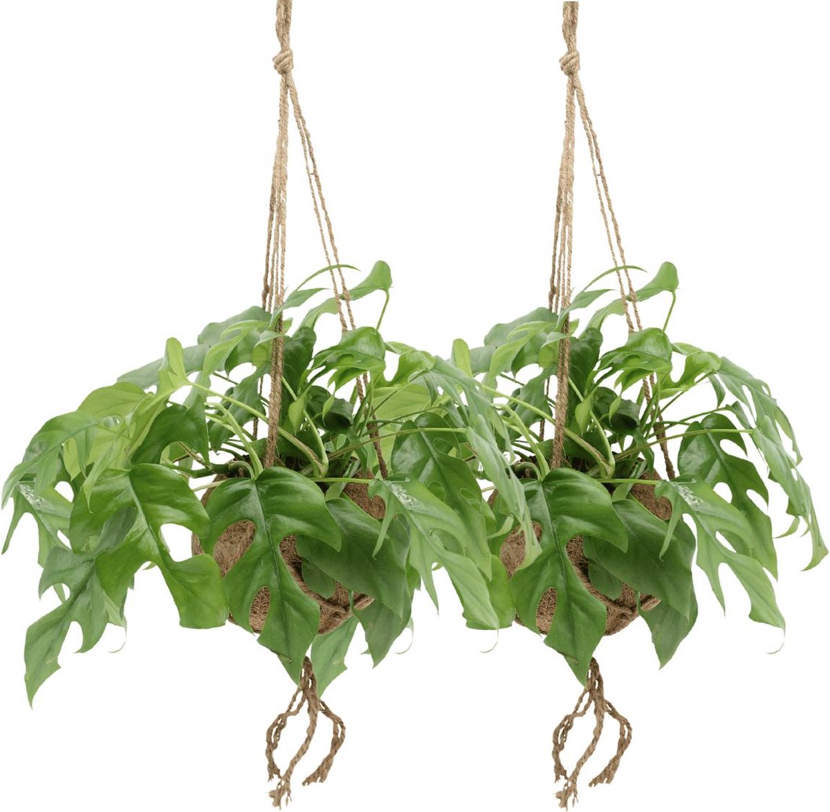 Hello Plants Monstera Minima Hangplant - 2 Stuks - Ø 15 cm - Hoogte: 25 ...