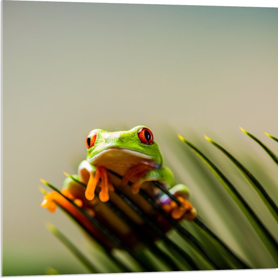 Acrylglas - Exotische Kikker met Rode Ogen en Oranje Poten op Groene ...